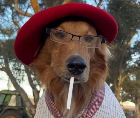 Preguntale: el perro gaucho más famoso de las redes | Infobrisas ...