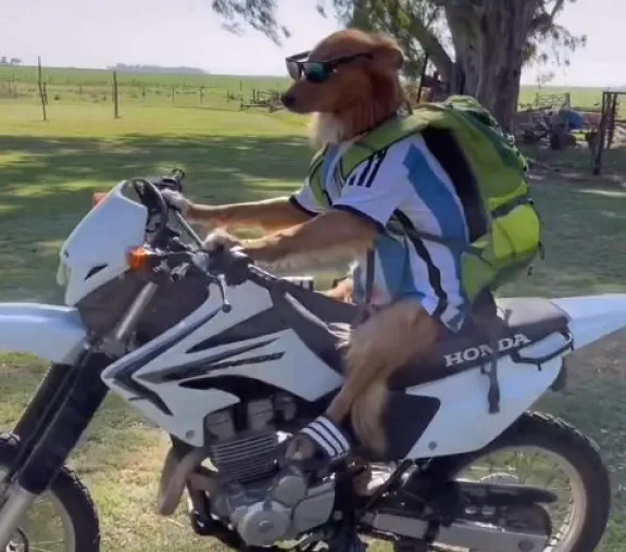 Preguntale: el perro gaucho más famoso de las redes | Infobrisas